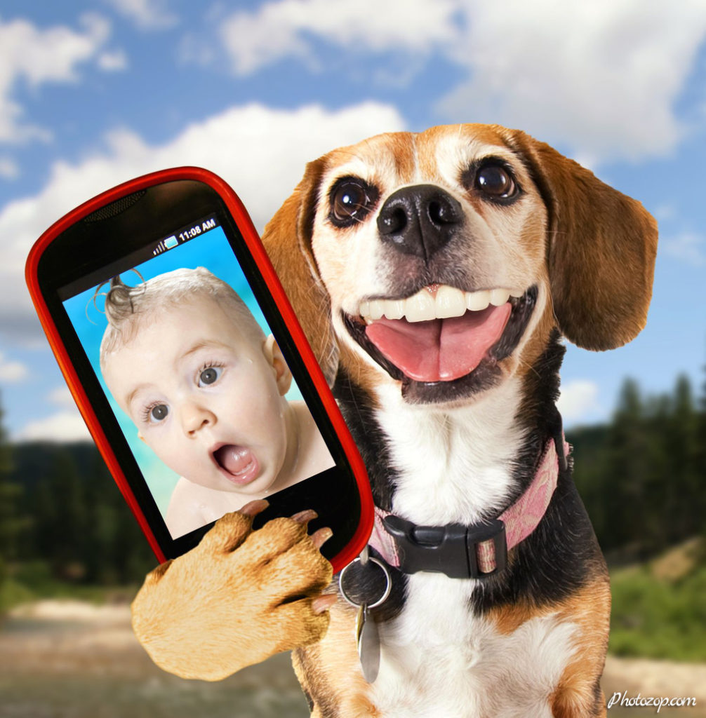 Create Funny Photo Montage with Bulldog taking selfie – Photozop