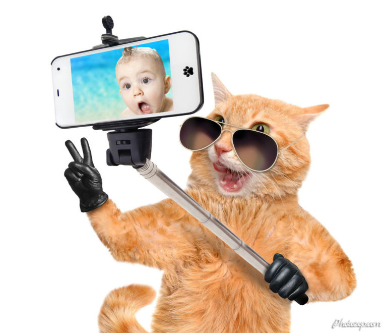 Create Funny Photo Montage Funny cats – Photozop